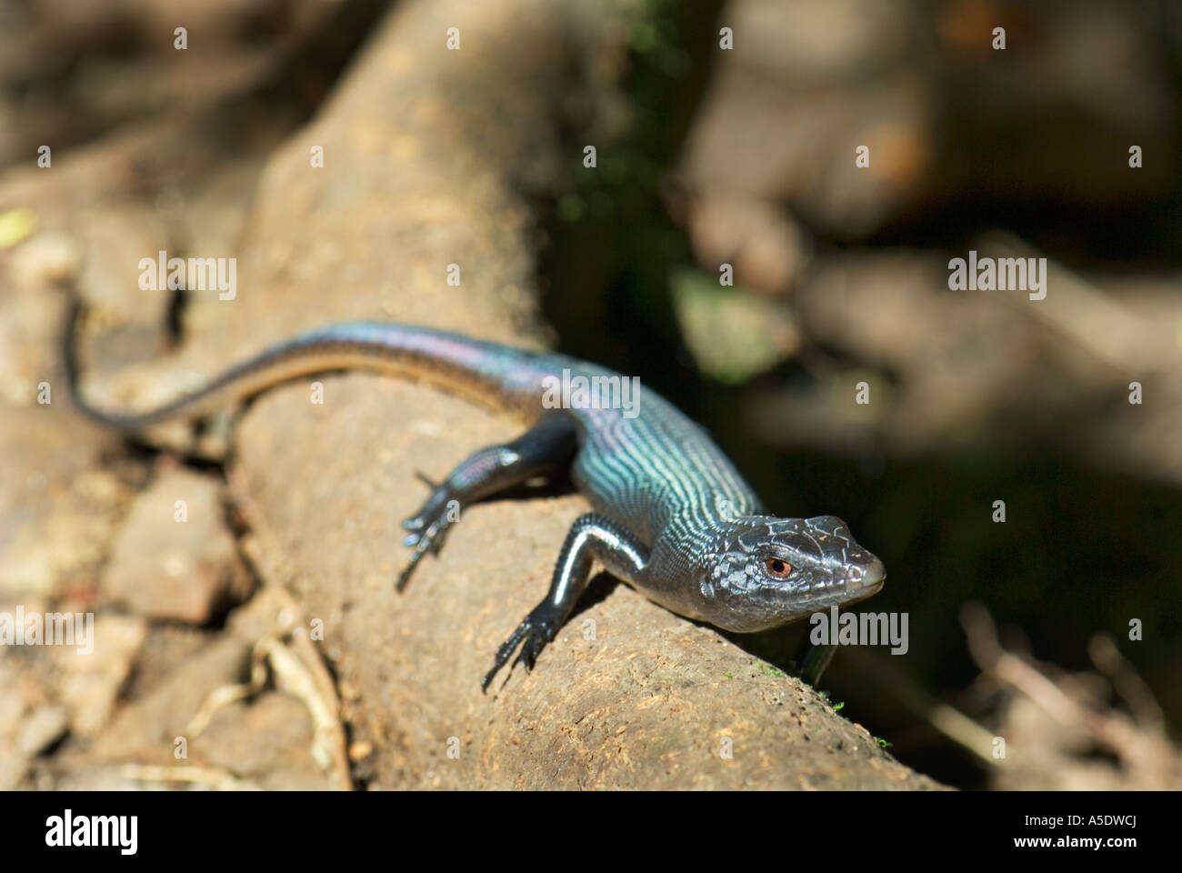 Mount vaea samoa hi-res stock photography and images - Alamy