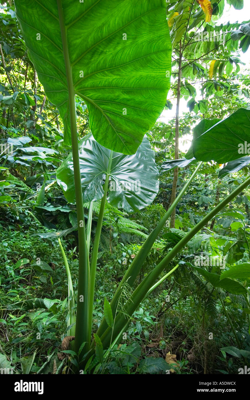 rainforest SAMOA Mt. VAEA near the Villa Vailima of Robert Louis ...