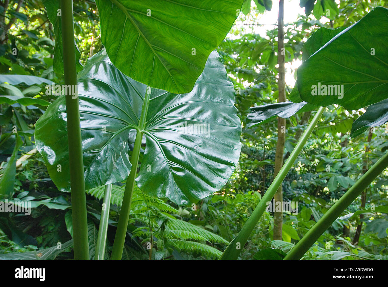 rainforest SAMOA Mt. VAEA near the Villa Vailima of Robert Louis ...