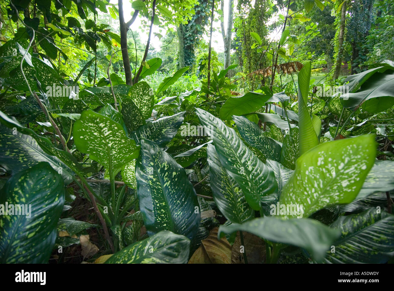 rainforest SAMOA Mt. VAEA near the Villa Vailima of Robert Louis ...
