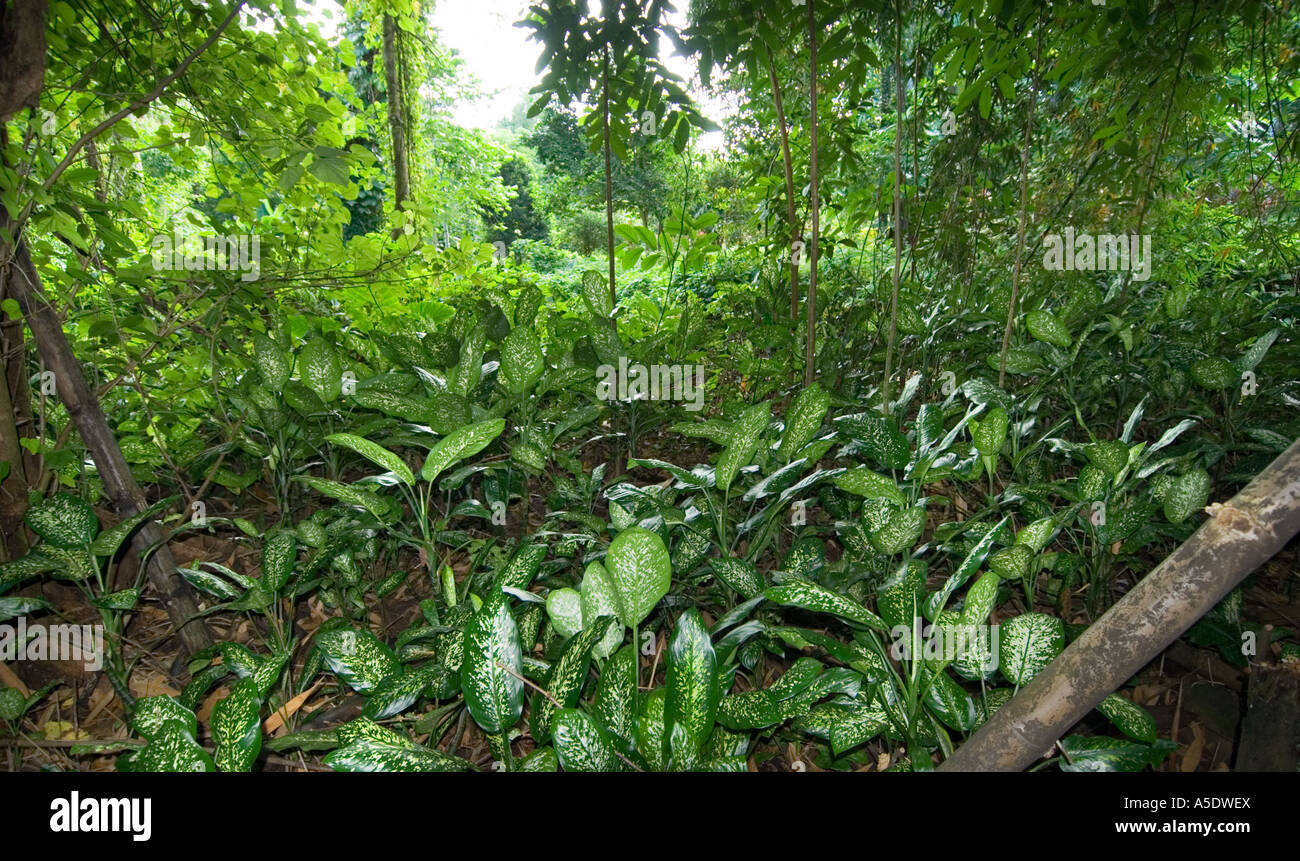 rainforest SAMOA Mt. VAEA near the Villa Vailima of Robert Louis ...