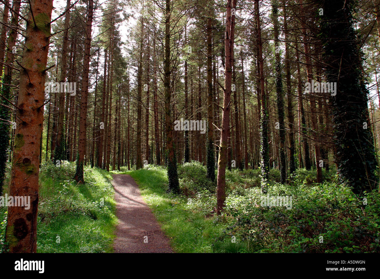 Northern Ireland County Fermanagh Castle Archdale Forest Park woodland ...