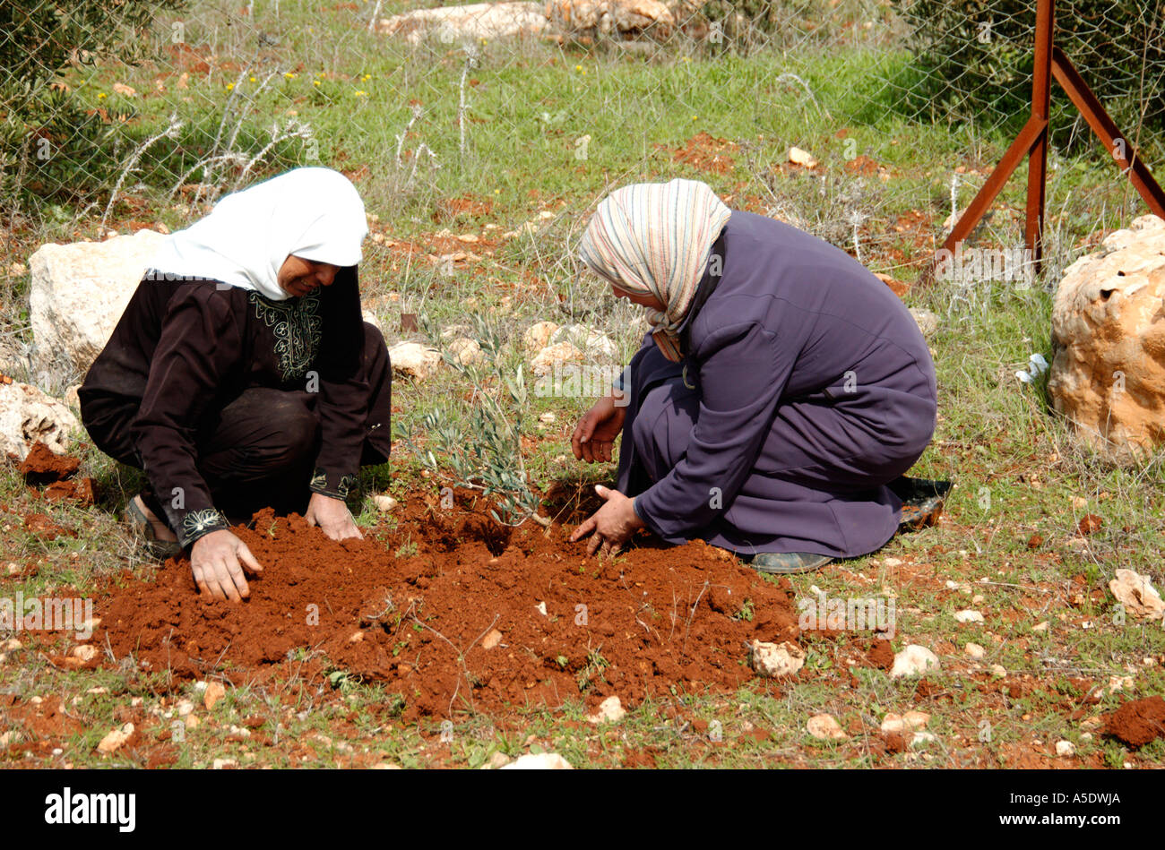Two Palestinian women planting an olive tree Stock Photo - Alamy