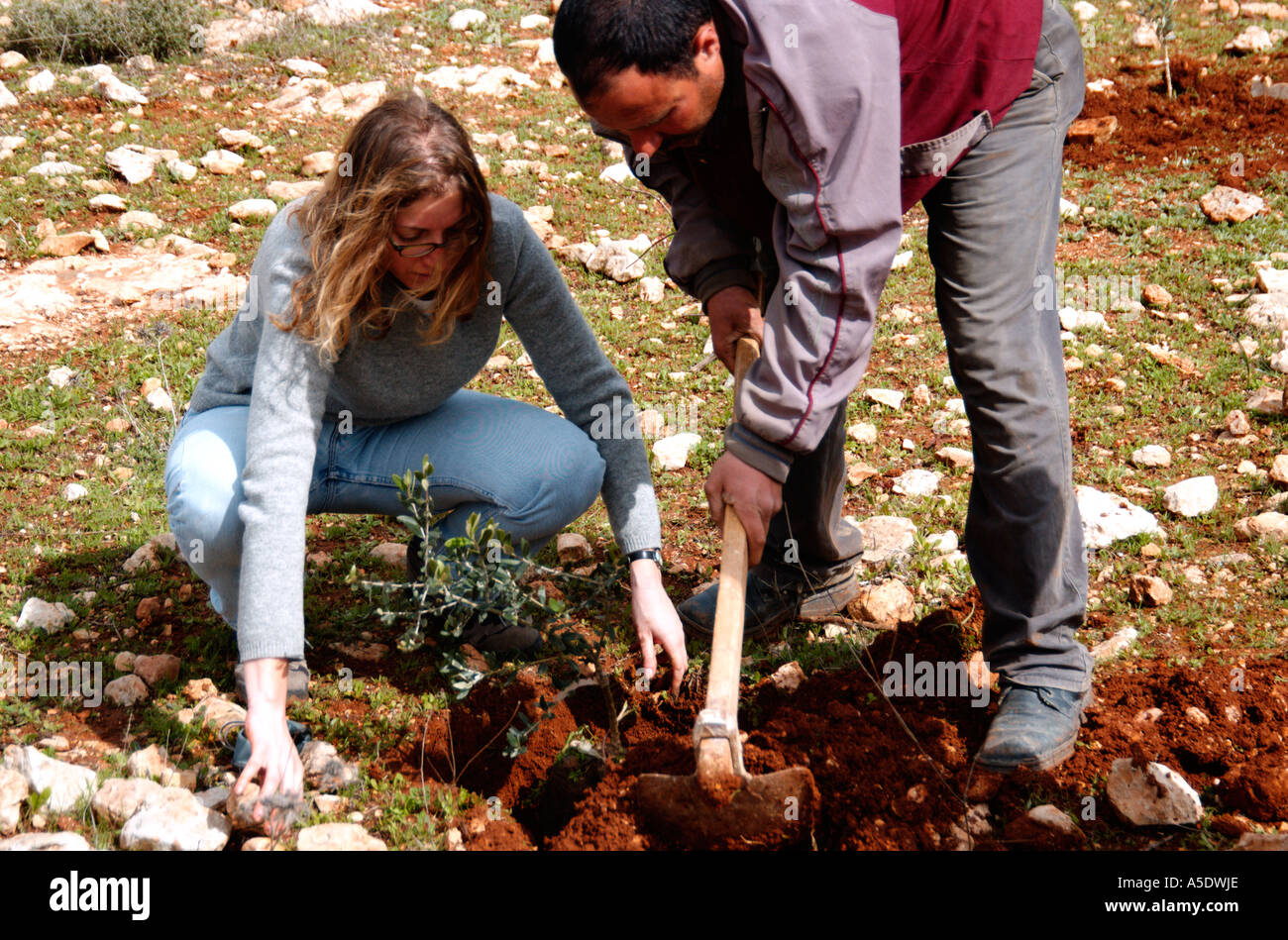 An Israeli and Palestinian planting an olive tree after the trees in ...