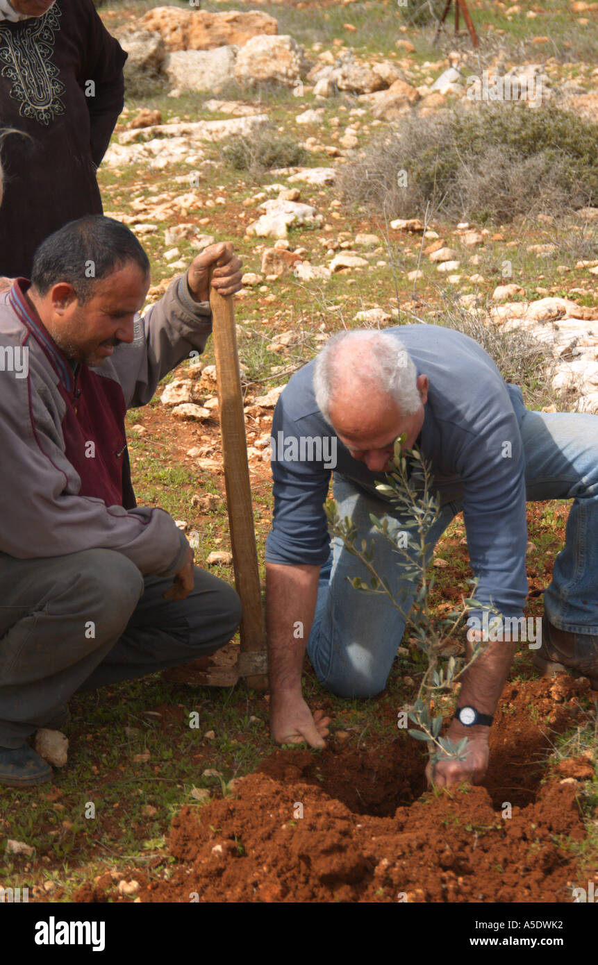An Israeli and Palestinian planting an olive tree after the trees in ...