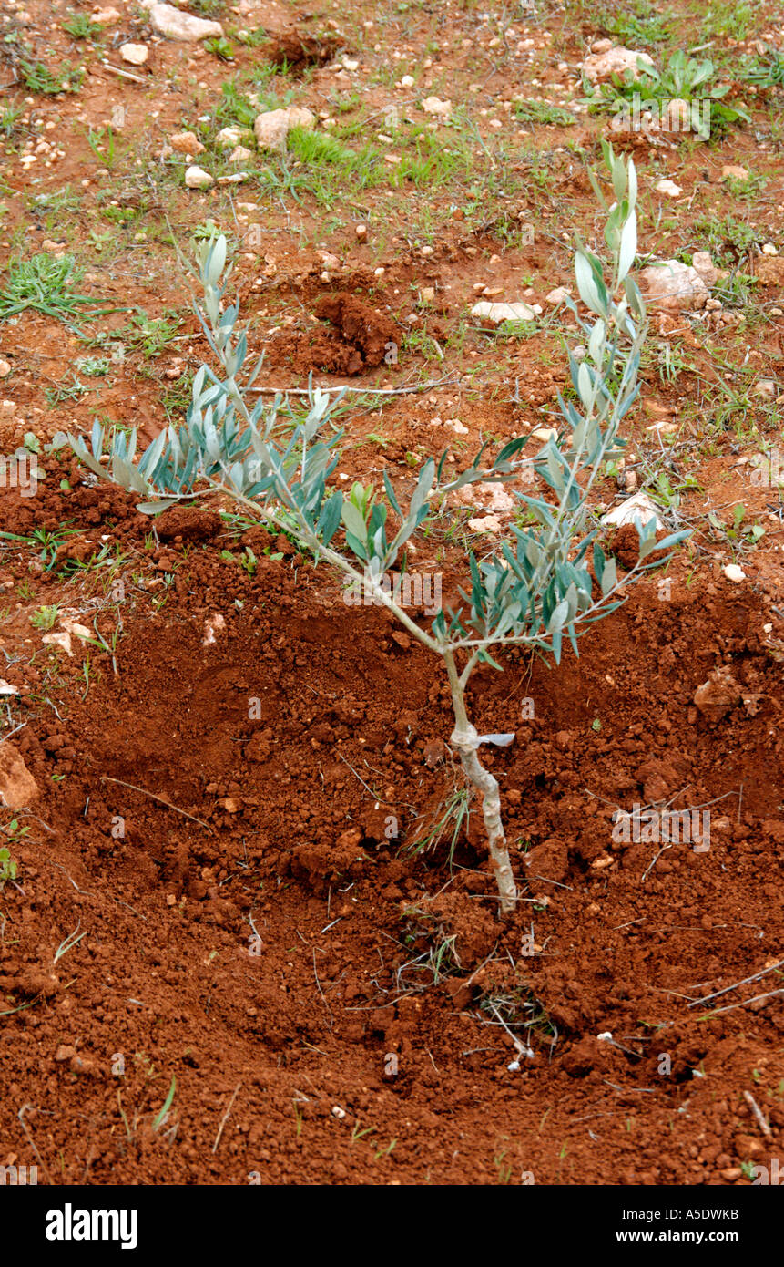 A new sprout sprouting out of a cut down Olive tree Stock Photo - Alamy