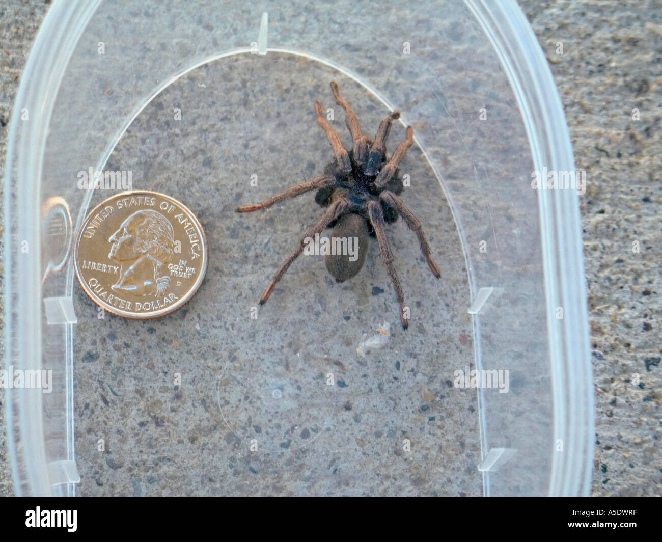 Harmless venom hi-res stock photography and images - Alamy