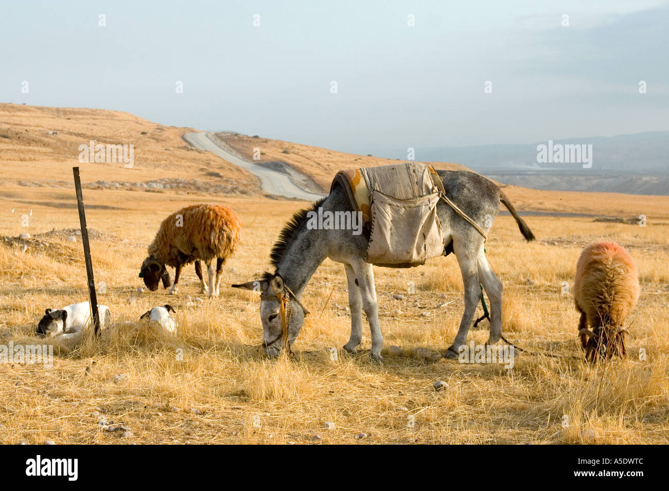 A donkey and sheep grazing while the dogs look on Stock Photo - Alamy