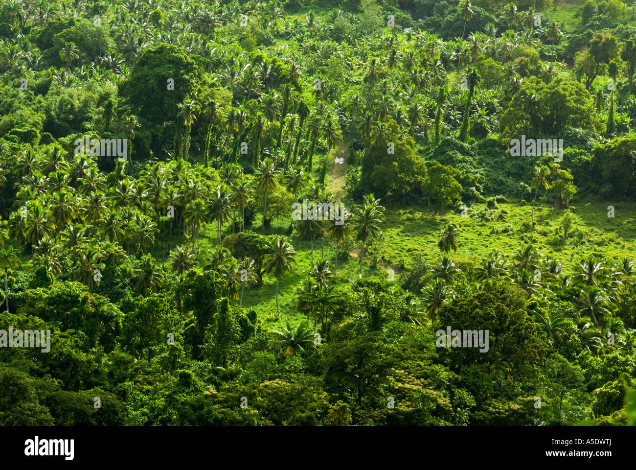 wild wilderness green RAINFOREST at Apia Samoa Upolu Western west SAMOA ...