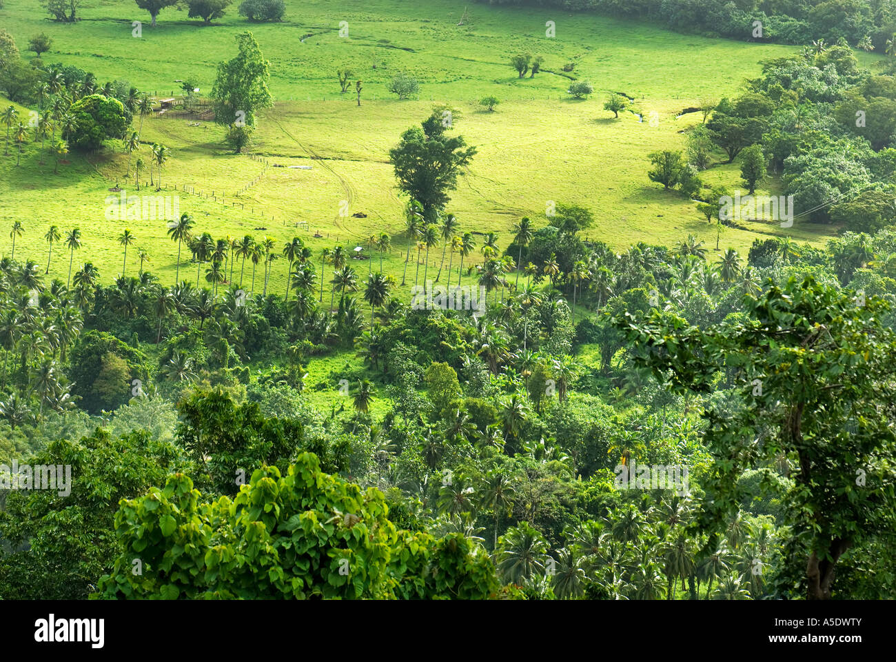 wild wilderness green RAINFOREST at Apia Samoa Upolu Western west SAMOA ...