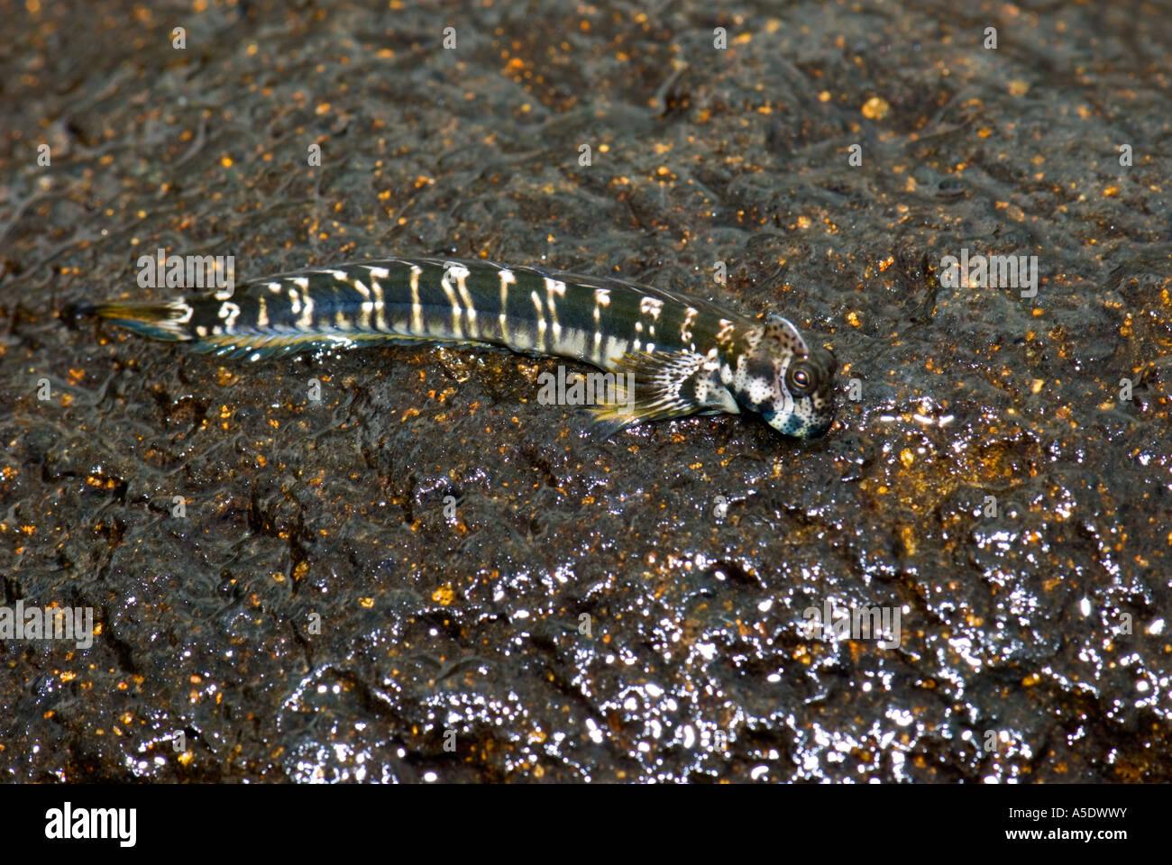Mudskipper sea fish out of water wildlife wild wilderness SAMOA ISLAND ...