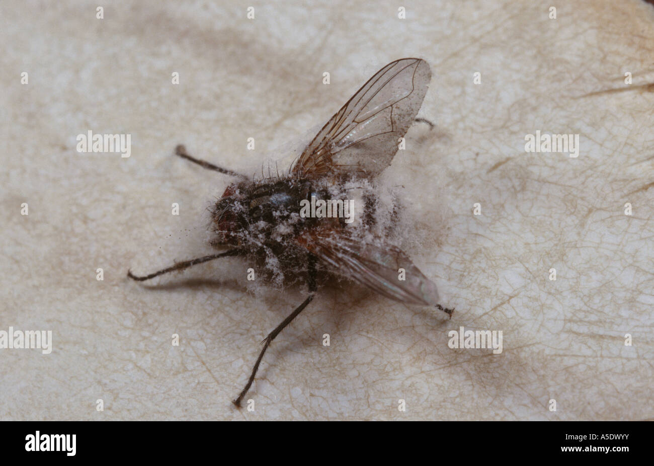 Entomophthora muscae (Entomophthora muscae, Empusa muscae), infected ...