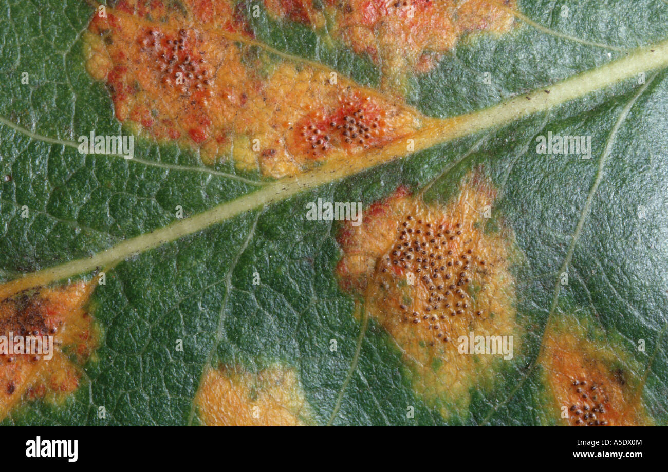 Pear tree pests and diseases hi-res stock photography and images - Alamy