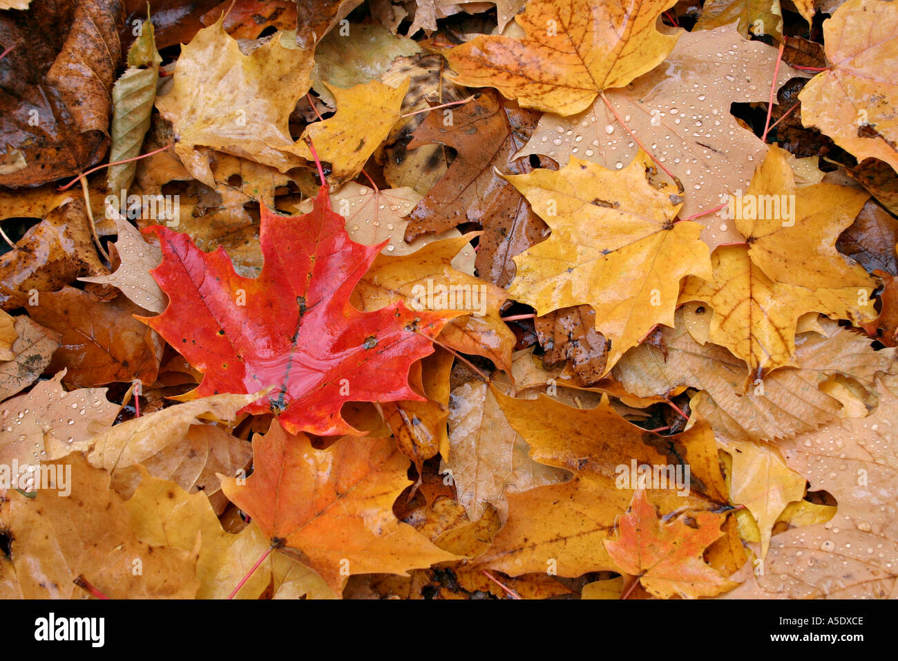Red maple swamp trail hi-res stock photography and images - Alamy
