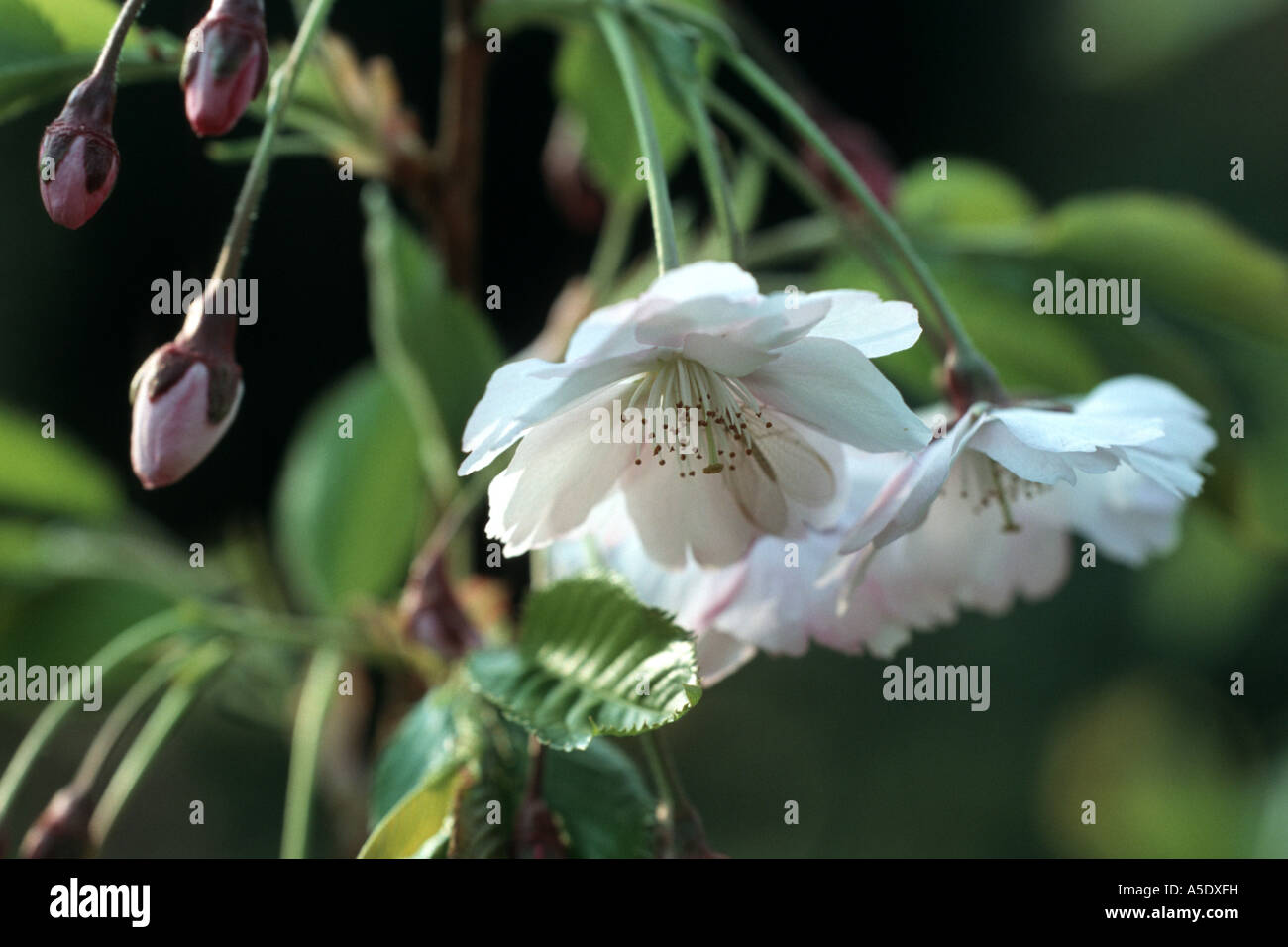 Sargent cherry hi-res stock photography and images - Alamy