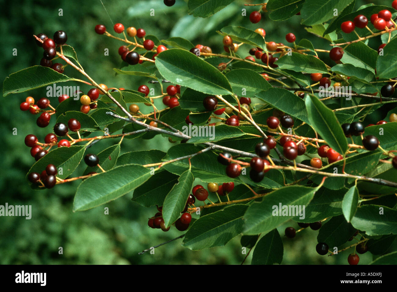 wild black cherry (Prunus serotina, Padus serotina), branch with fruits ...