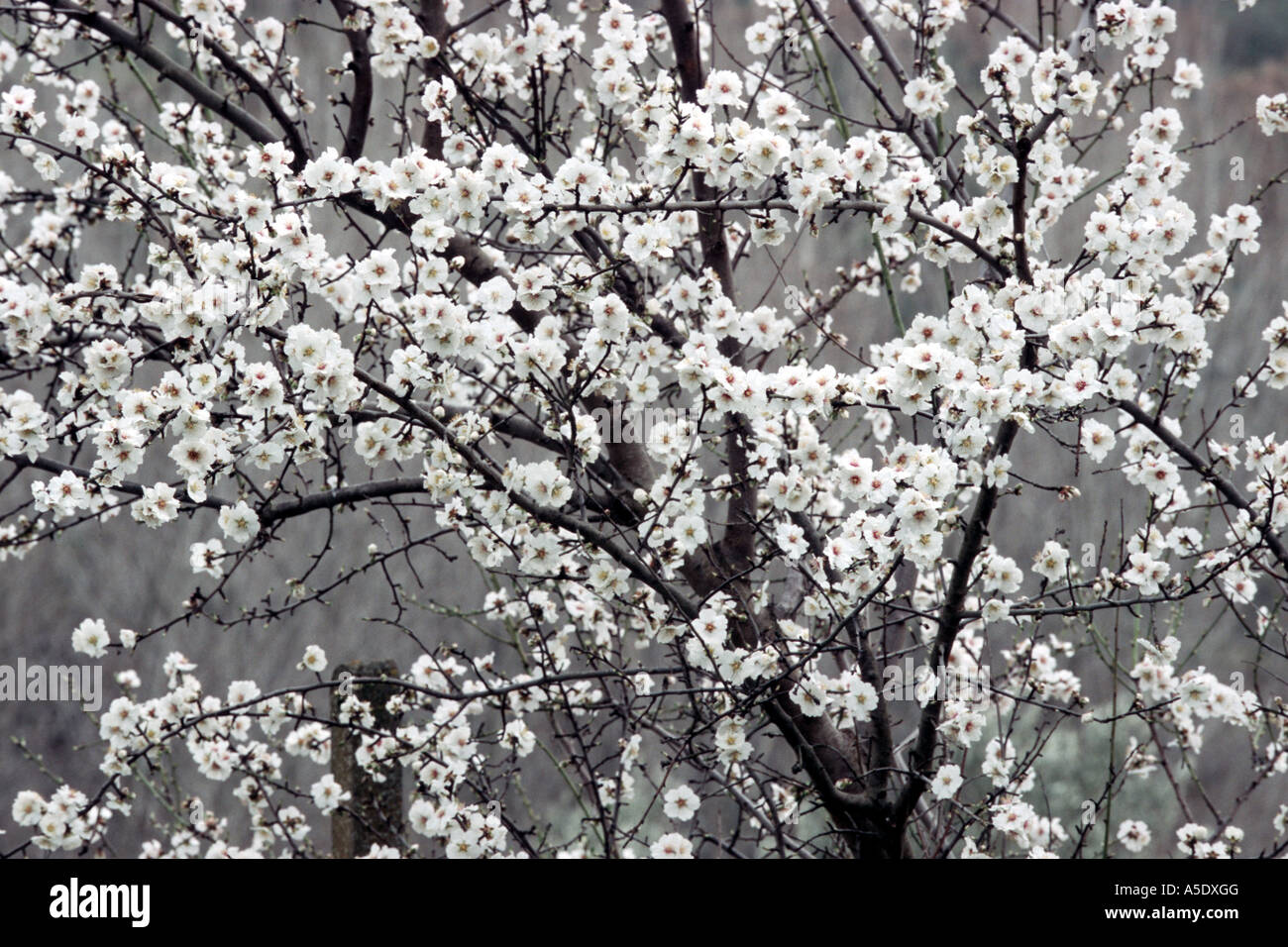 Prunus amygdalus seed almond tree hi-res stock photography and images ...