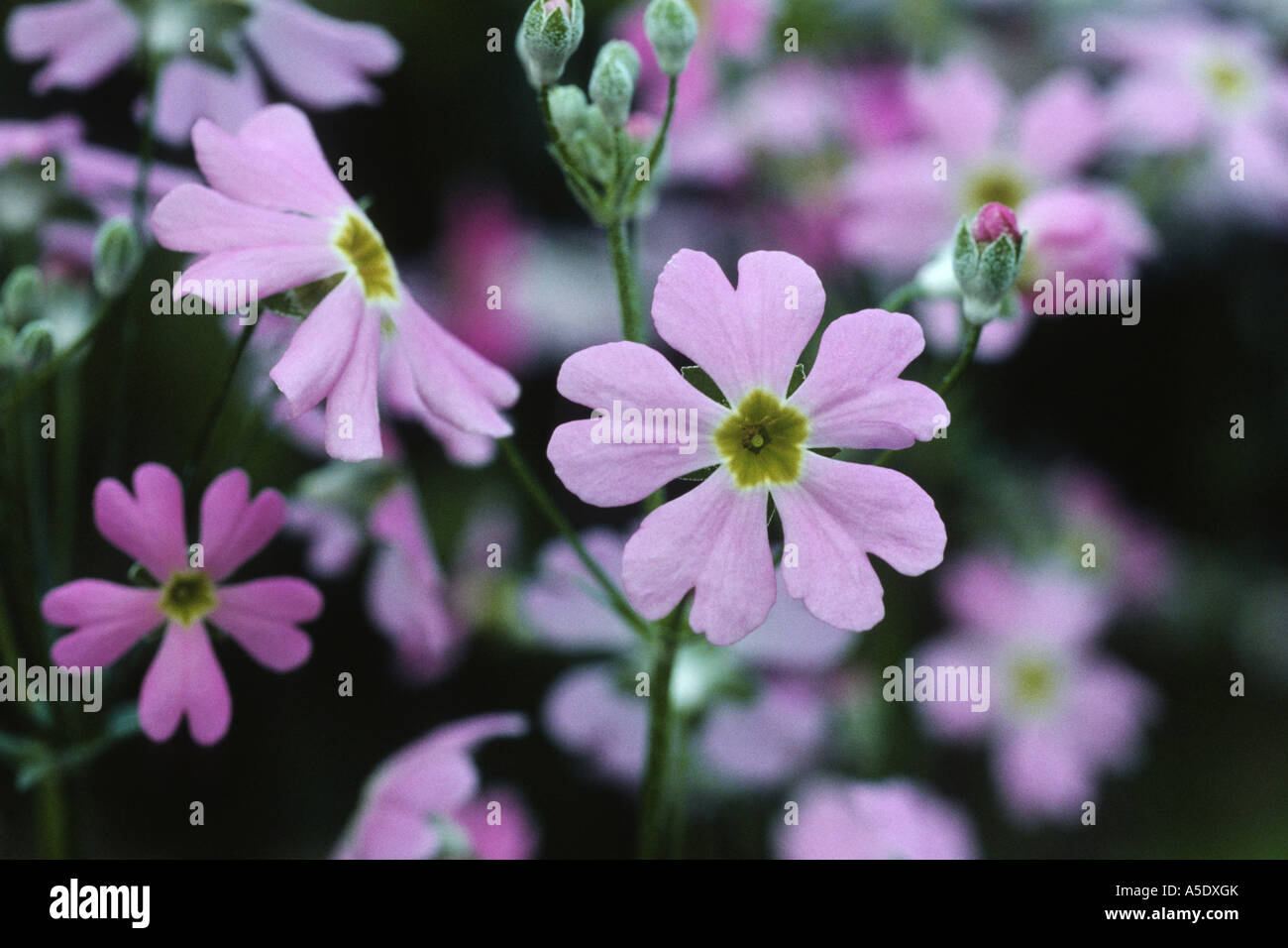 Fairy Primrose High Resolution Stock Photography and Images - Alamy