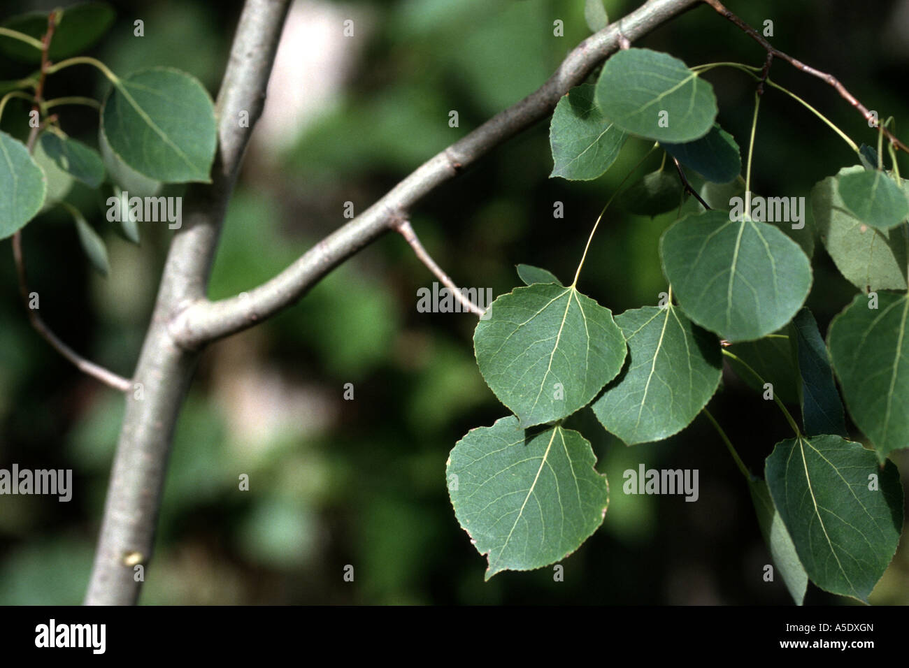 American aspen, quaking aspen, trembling aspen (Populus tremuloides ...