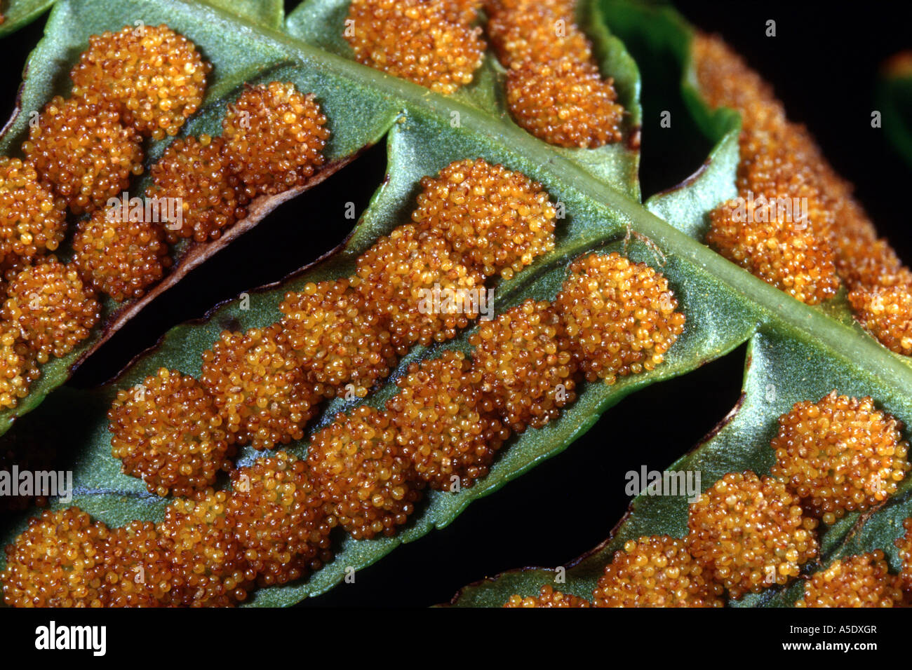 common polypody (Polypodium vulgare), detail of the spores Stock Photo ...