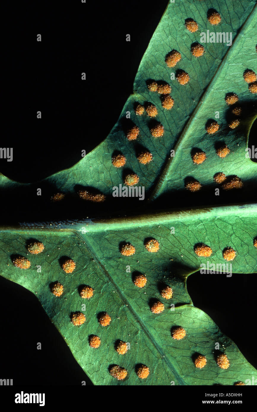 Phlebodium Aureum High Resolution Stock Photography and Images - Alamy