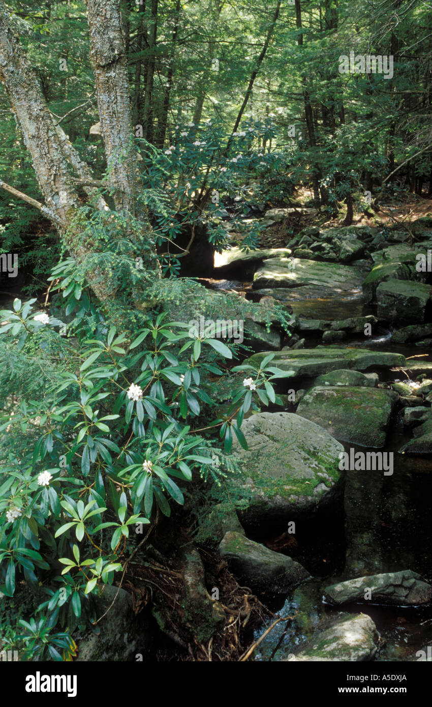 Blackwater Falls State Park, Davis, West Virginia Stock Photo - Alamy