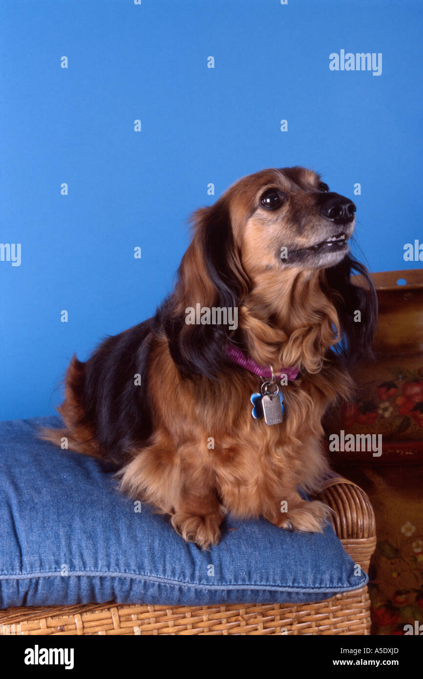 Long Haired Red Dapple Dachshund
