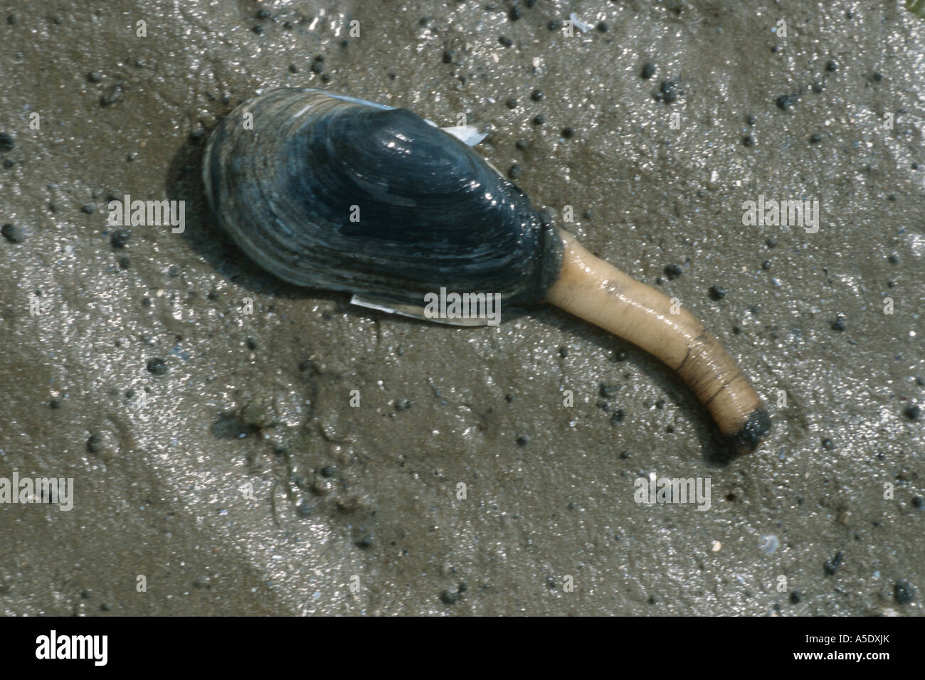 blue mussel, bay mussel, common mussel, common blue mussel (Mytilus ...