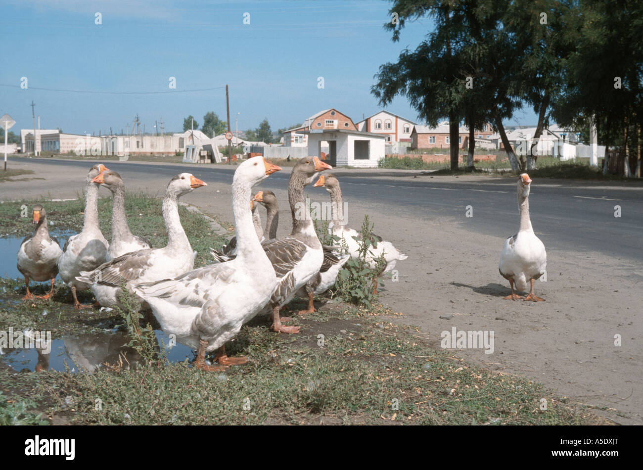 domestic goose on the street, Russia, Belgorod Stock Photo - Alamy