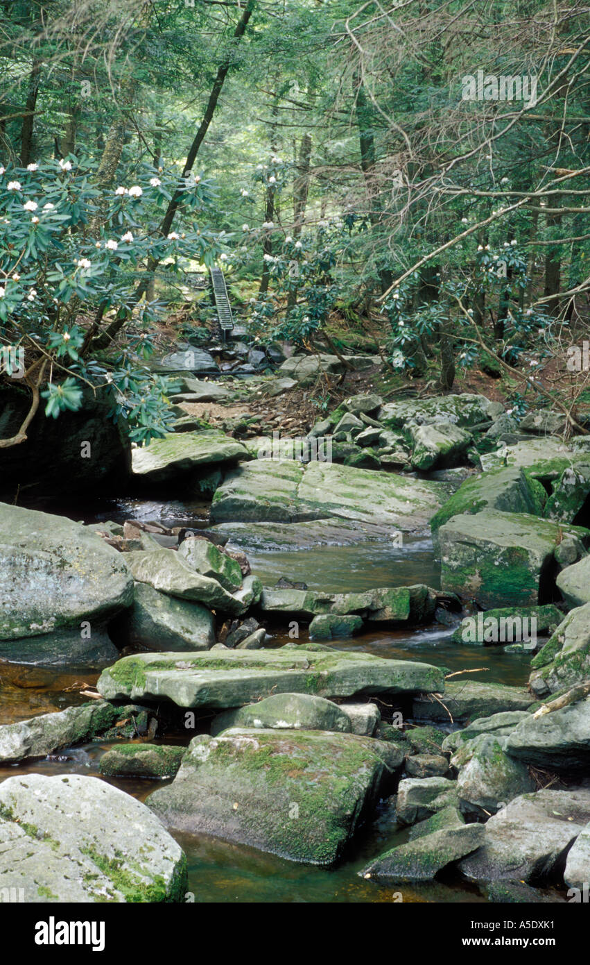 Blackwater Falls State Park, Davis, West Virginia Stock Photo - Alamy