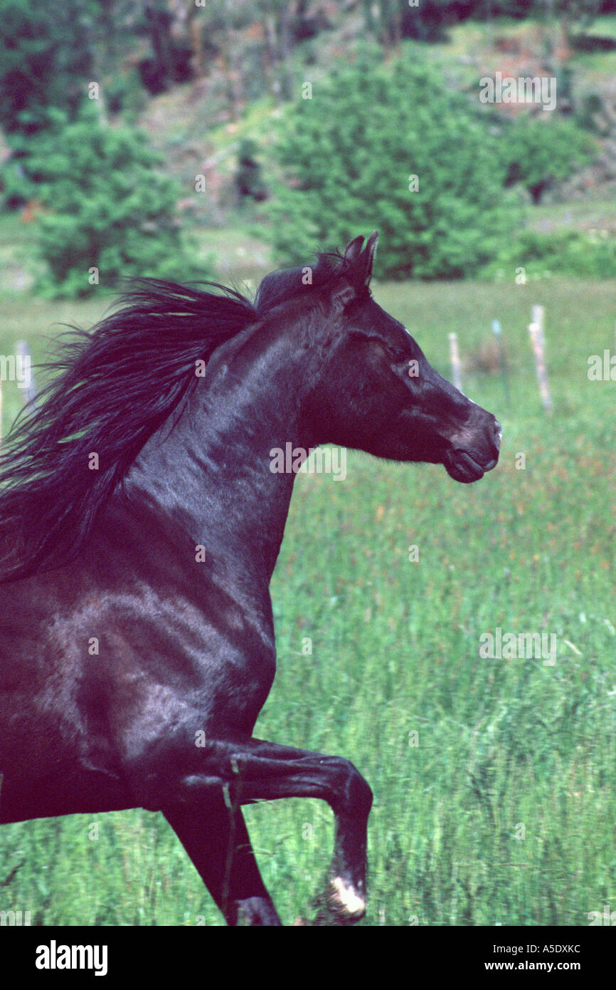 Black arabian pony hi-res stock photography and images - Alamy