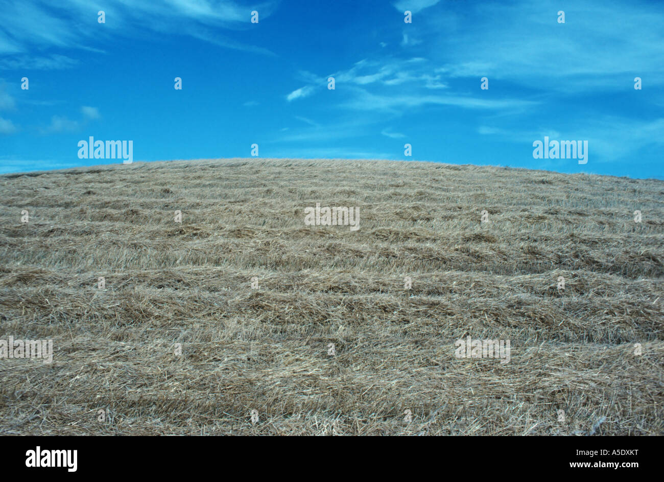 mowed corn field with hay, Daenemark, Fuenen Stock Photo - Alamy