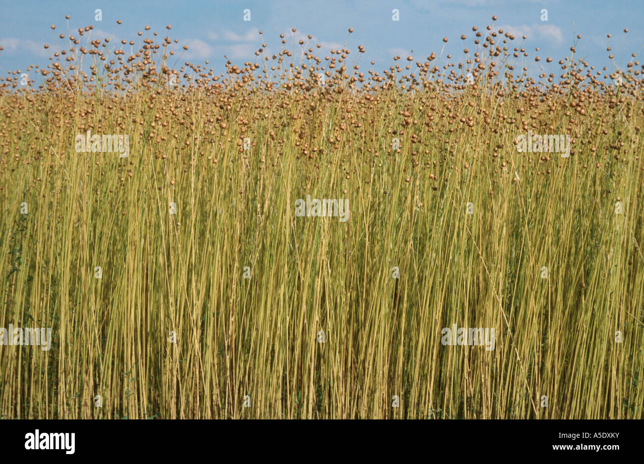 common flax (Linum usitatissimum), field with mature fruit capsules ...