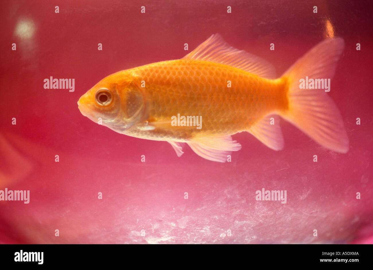 goldfish in fish bowl PR CL Stock Photo - Alamy