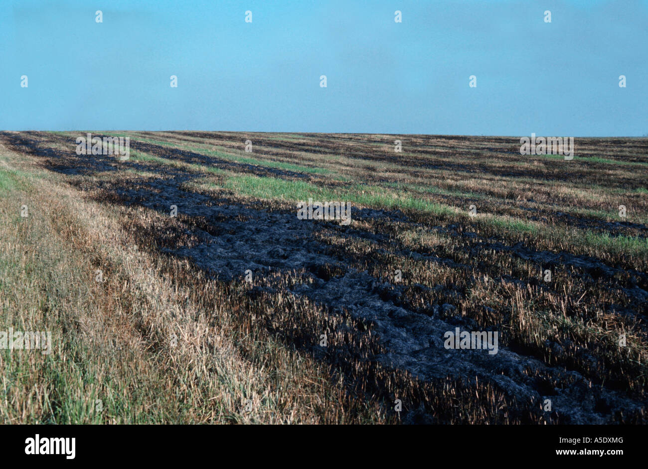 burning corn field, Daenemark, Fuenen Stock Photo - Alamy