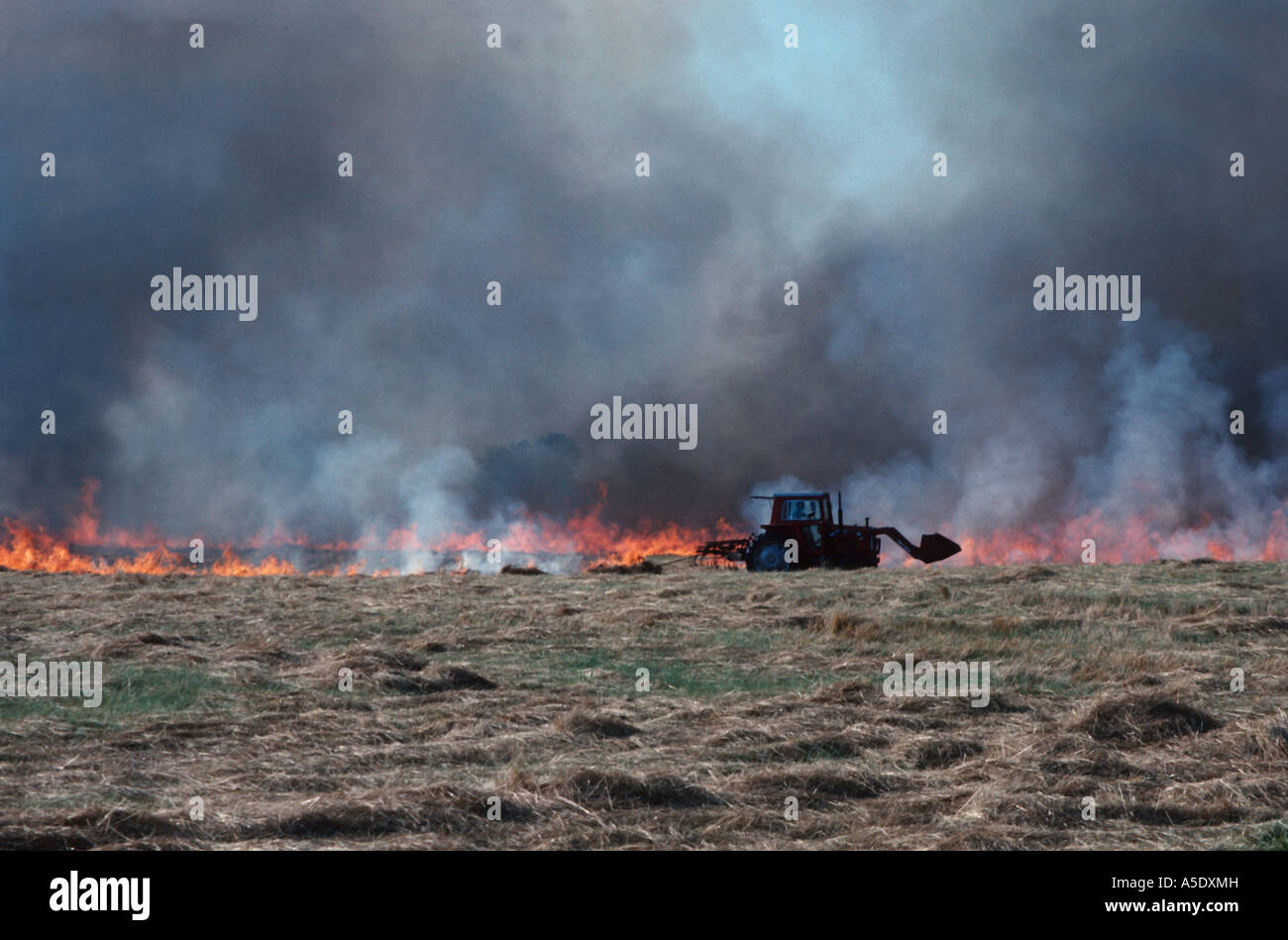 burning corn field after harvest, Daenemark, Fuenen Stock Photo - Alamy