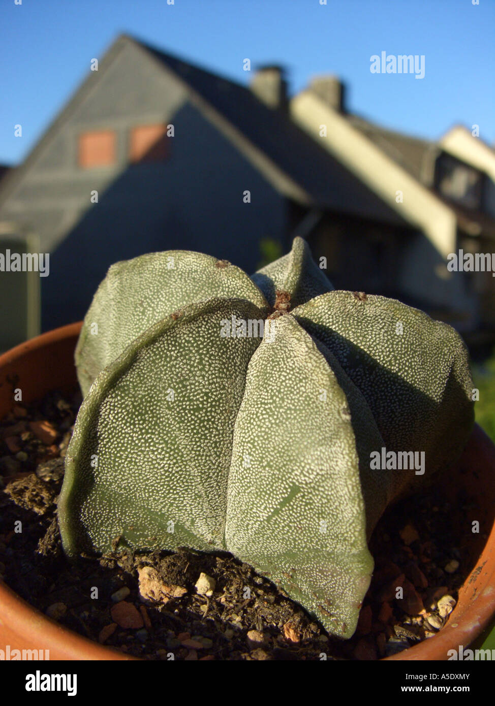 Bishops Cap, Bishop's Hood (Astrophytum myriostigma), potted plant on a ...