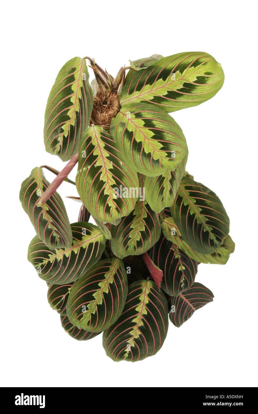 Prayer Plant, Red-veined Maranta (Maranta leuconeura 'Erythroneura ...