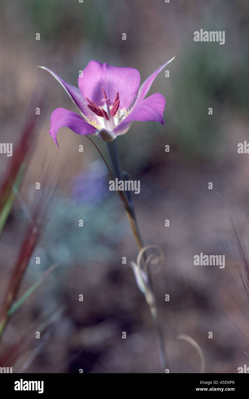 wildflower Green Banded Mariposa Calochortus macrocarpus Steens ...