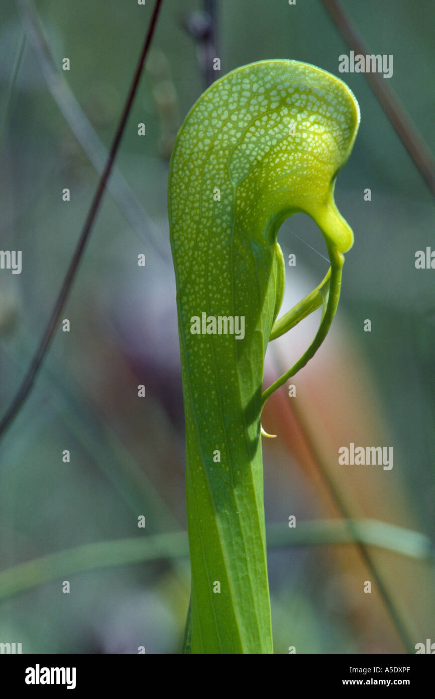 wildflower Cobra Lily Pitcher Plant Darlingtonia californicum Eight ...