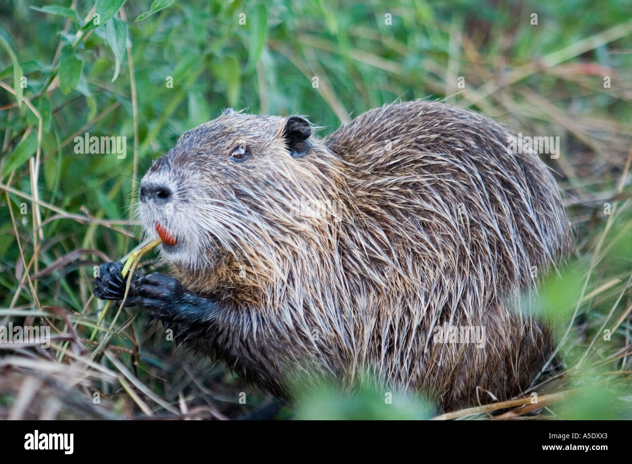 Nutria Myocastor coypus Stock Photo - Alamy