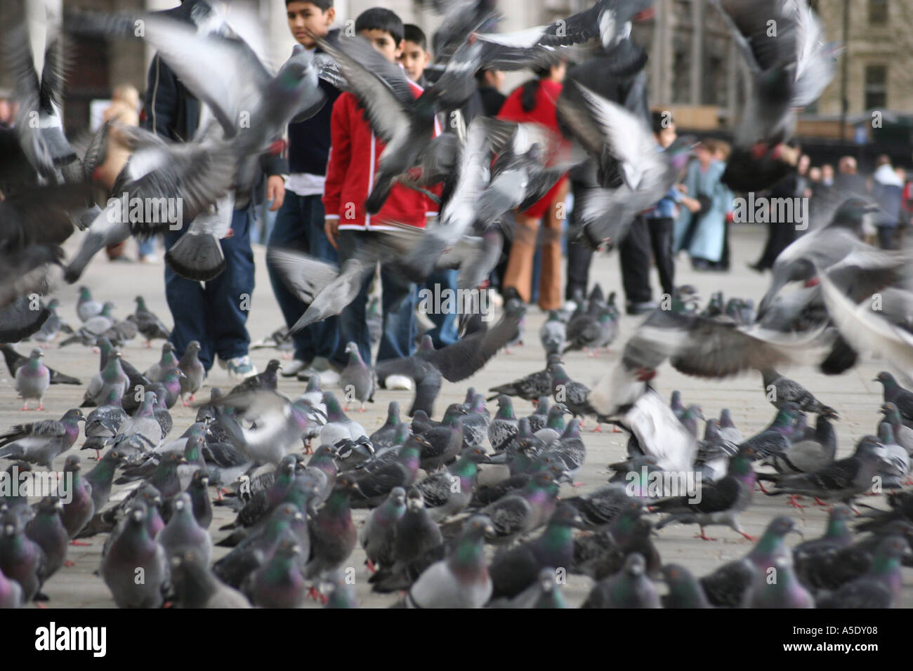 Trafalgar square pigeons hi-res stock photography and images - Alamy