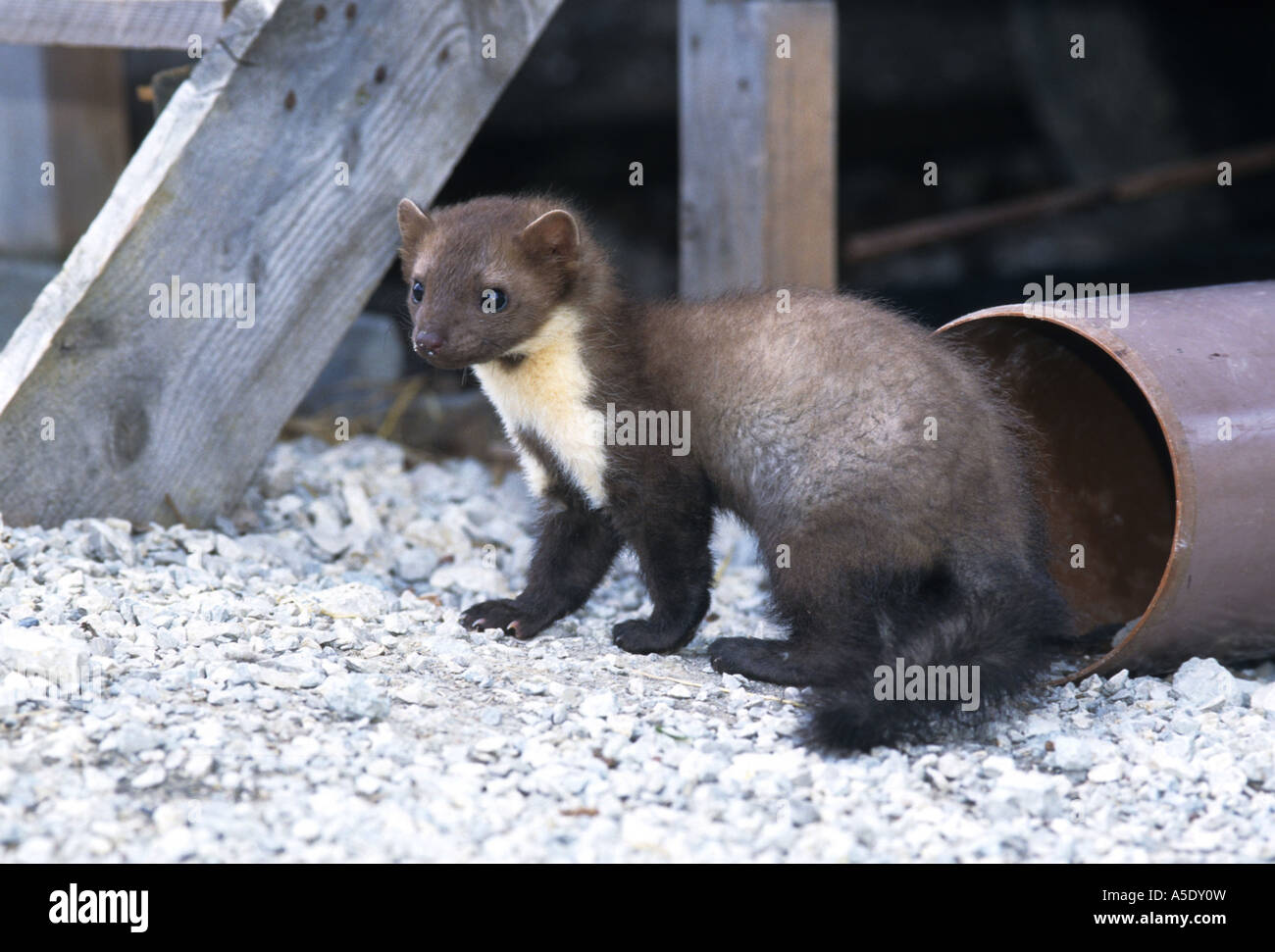 beech marten, stone marten (Martes foina), Young Beech Marten playing ...