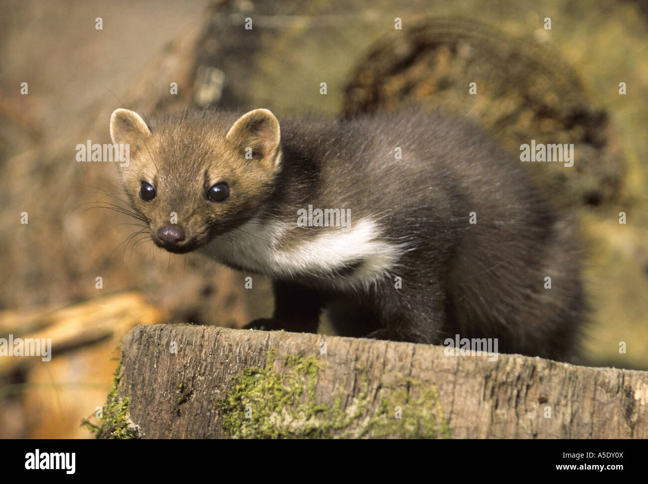 beech marten, stone marten (Martes foina), sitting on a tree log ...