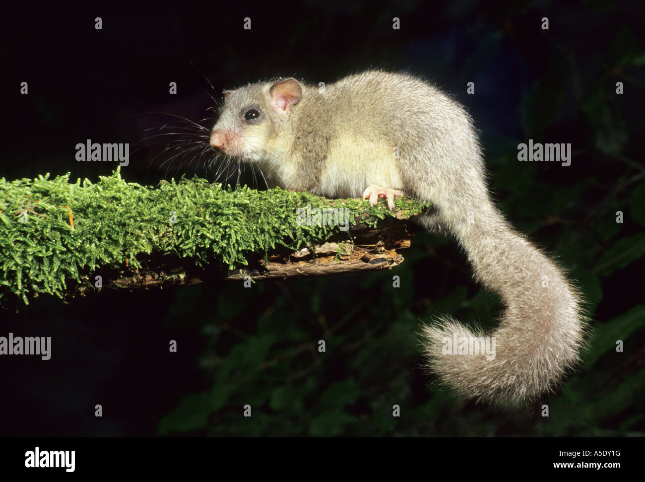 Squirrel tailed dormouse hi-res stock photography and images - Alamy