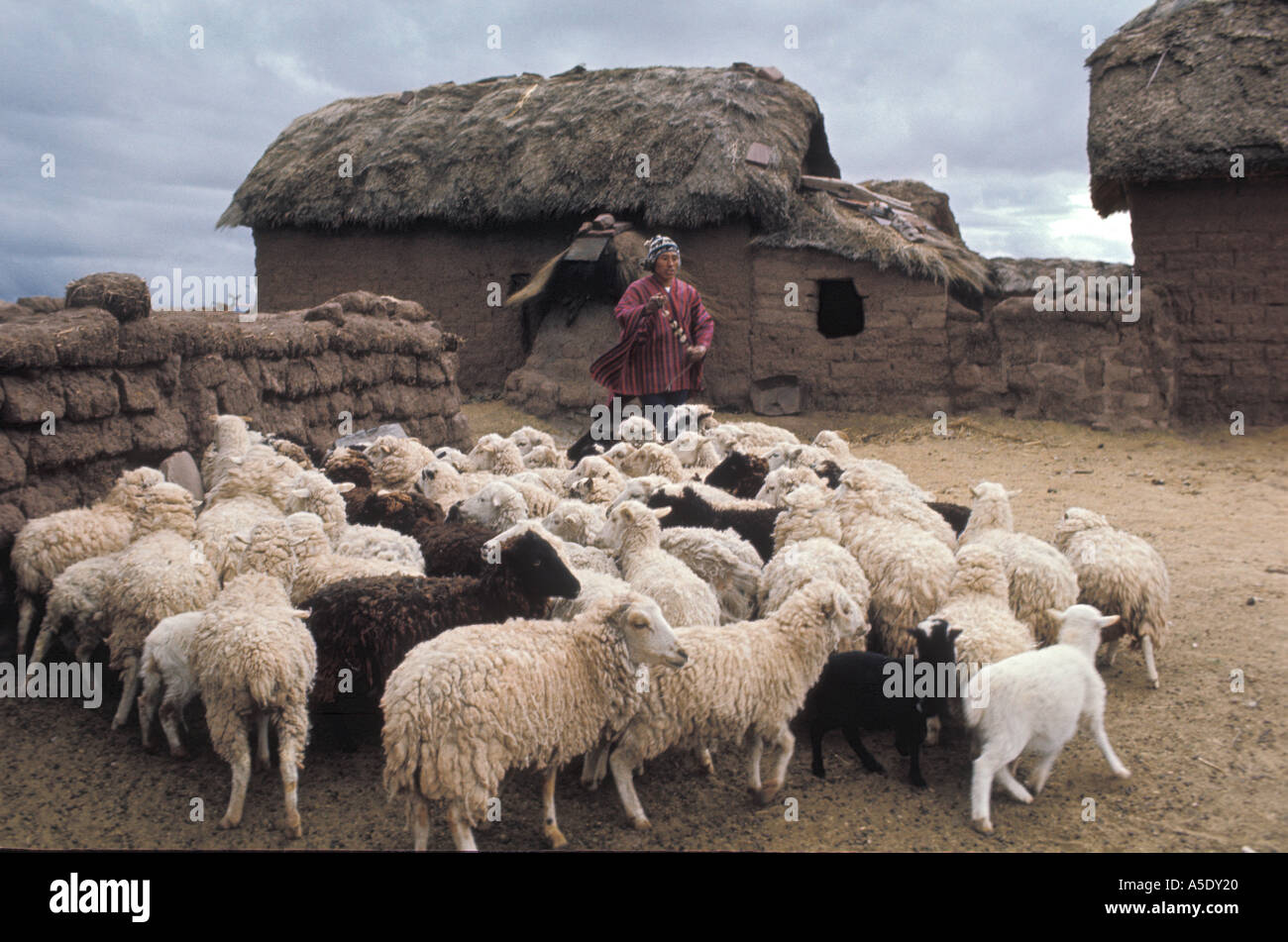 Bolivia Aymara Indian farmer with his sheep in remote mountain region ...