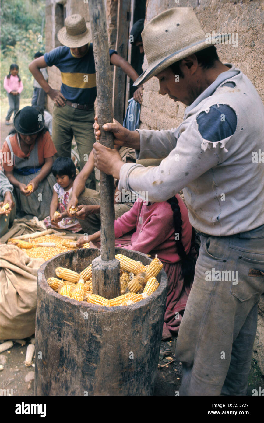 Maize family hi-res stock photography and images - Alamy