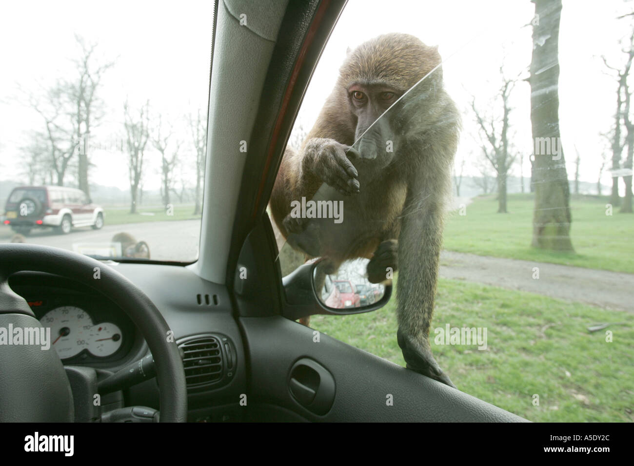 Baboon monkey sitting on a car side mirror intelligent social mammals ...