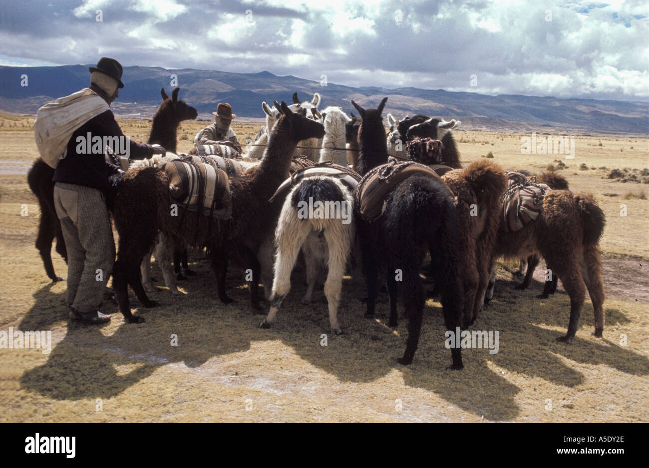Bolivian Aymara Indian farmers with their llamas on high Altiplano ...