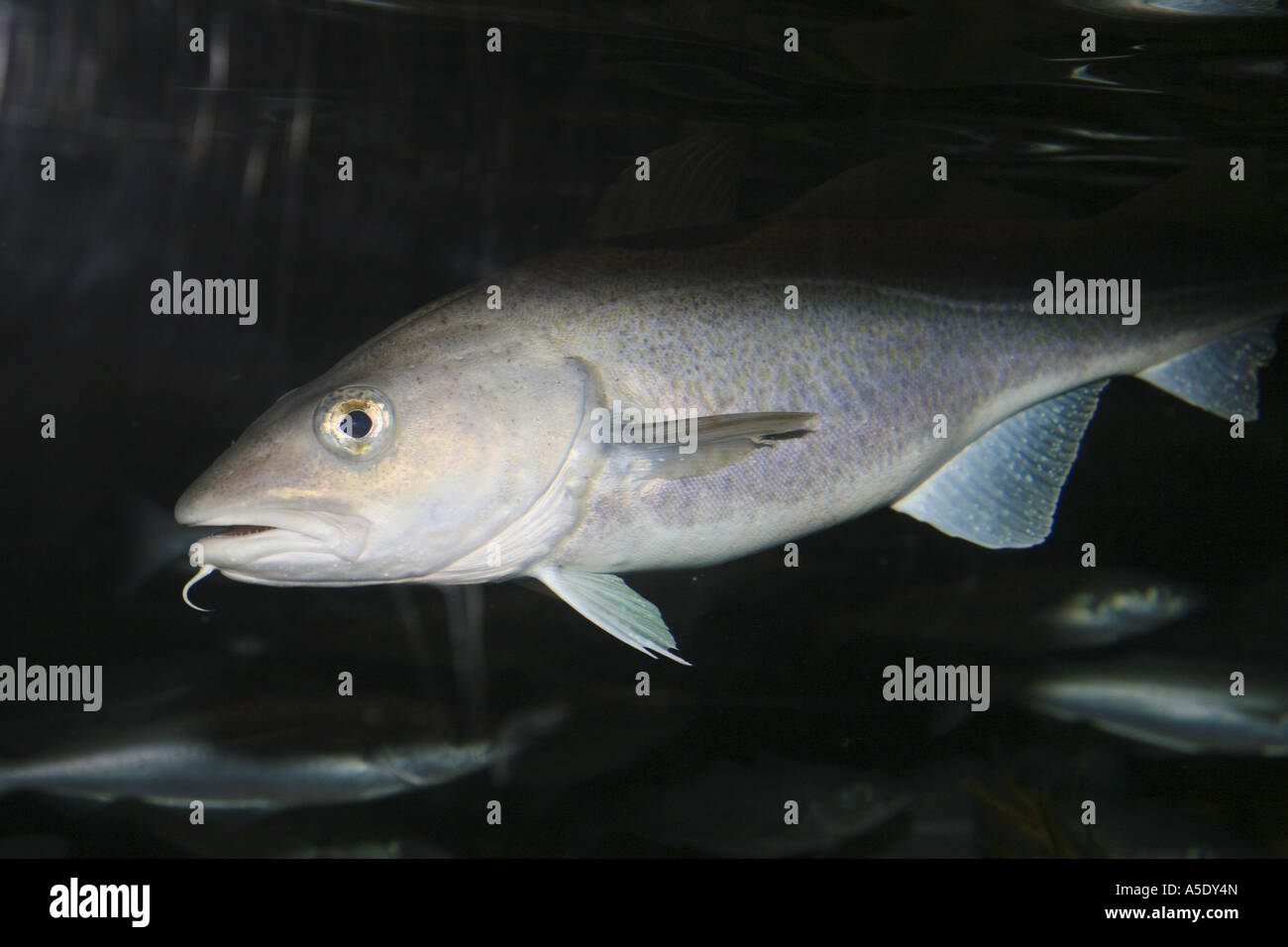 cod, Atlantic cod, codling (Gadus morhua), sideview, Norway Stock Photo ...